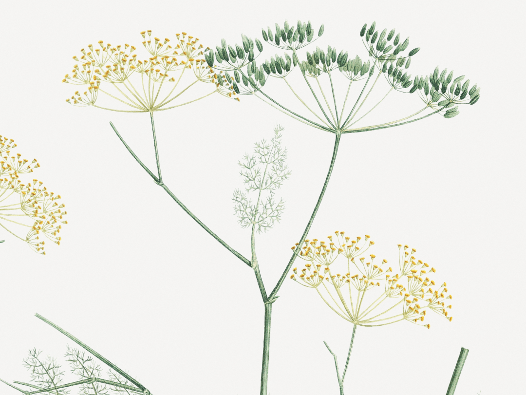 The Magic of Mucilage: How Demulcent Herbs Improve Digestion – Plants ...